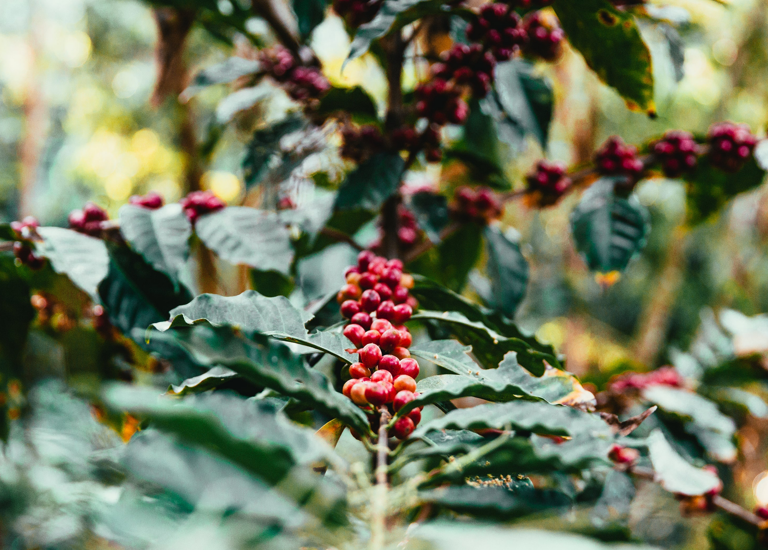 Escolta Coffee Company